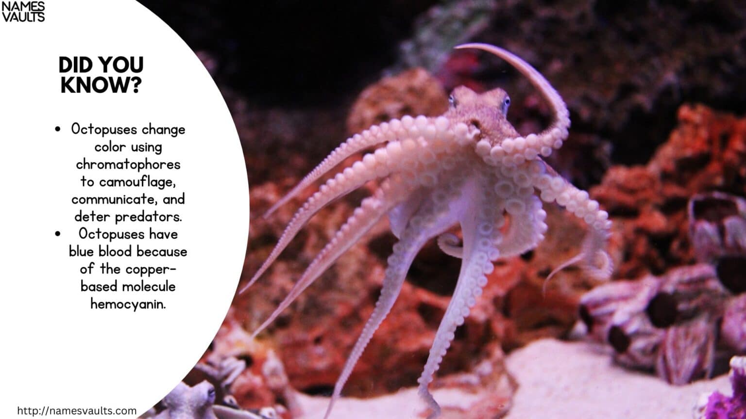 279+ Cute & Funny Octopus Names - Names Vaults