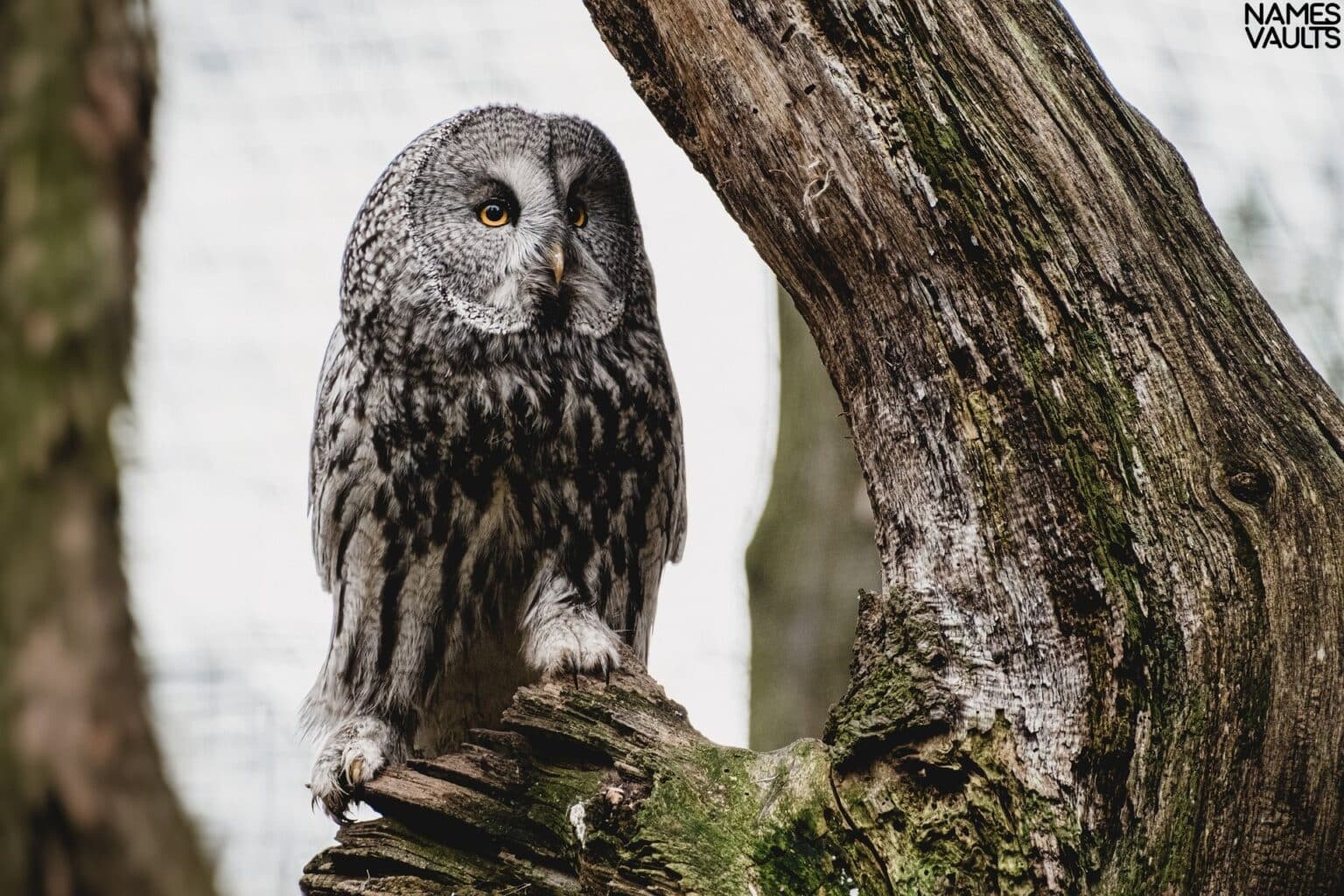 314+ Cute Owl Names for Your Pet - Names Vaults