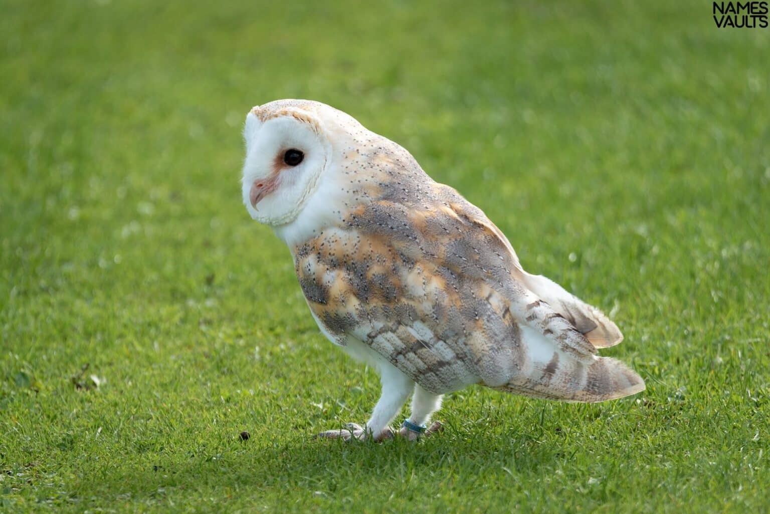 314+ Cute Owl Names for Your Pet - Names Vaults