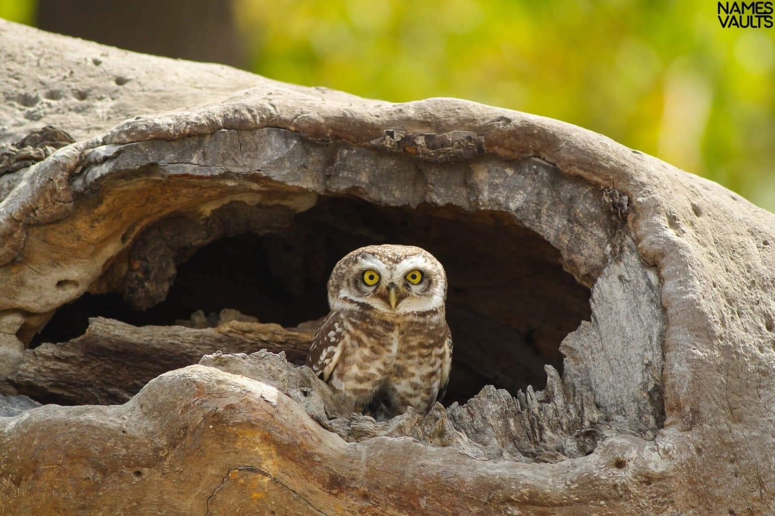 314+ Cute Owl Names for Your Pet - Names Vaults