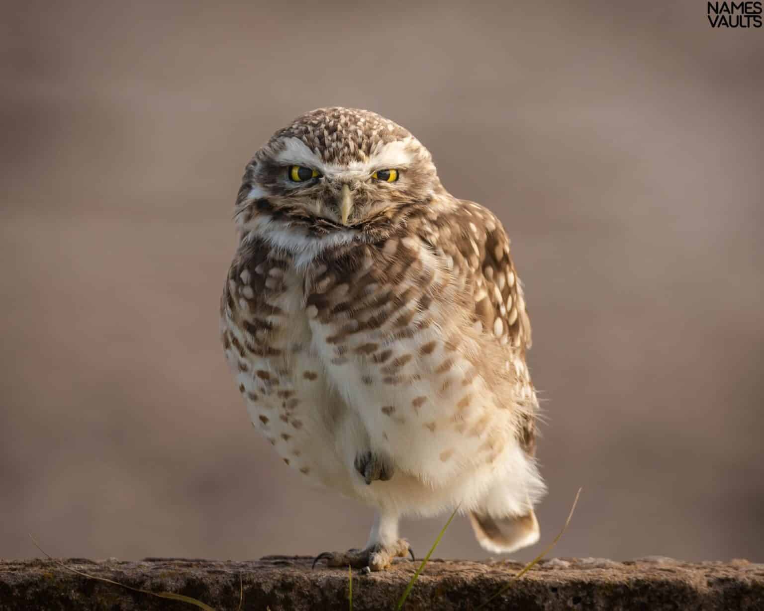 314+ Cute Owl Names for Your Pet - Names Vaults