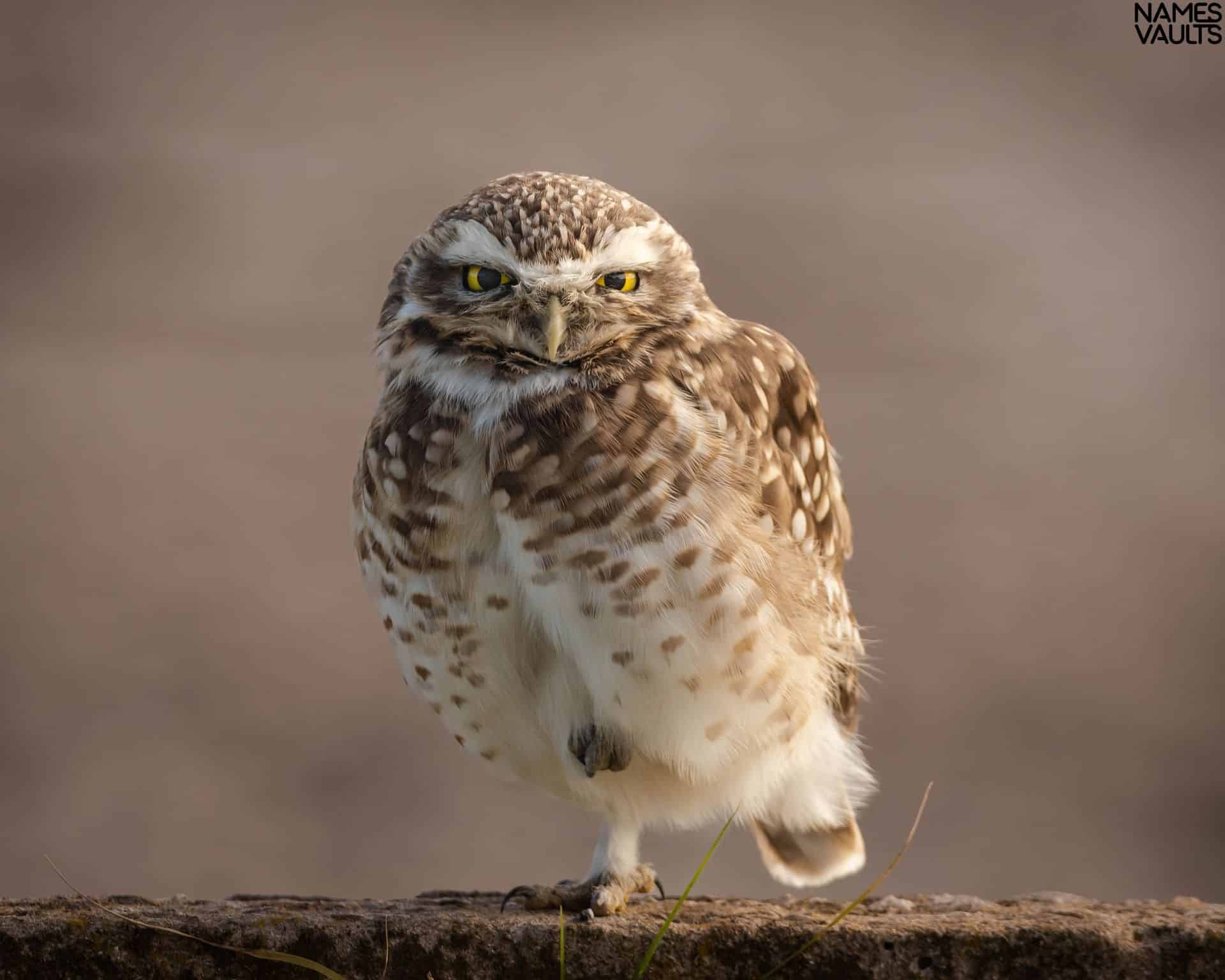 314+ Cute Owl Names for Your Pet - Names Vaults