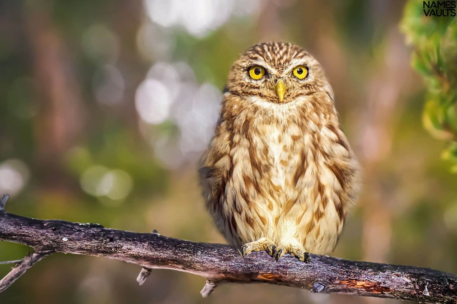314+ Cute Owl Names for Your Pet - Names Vaults