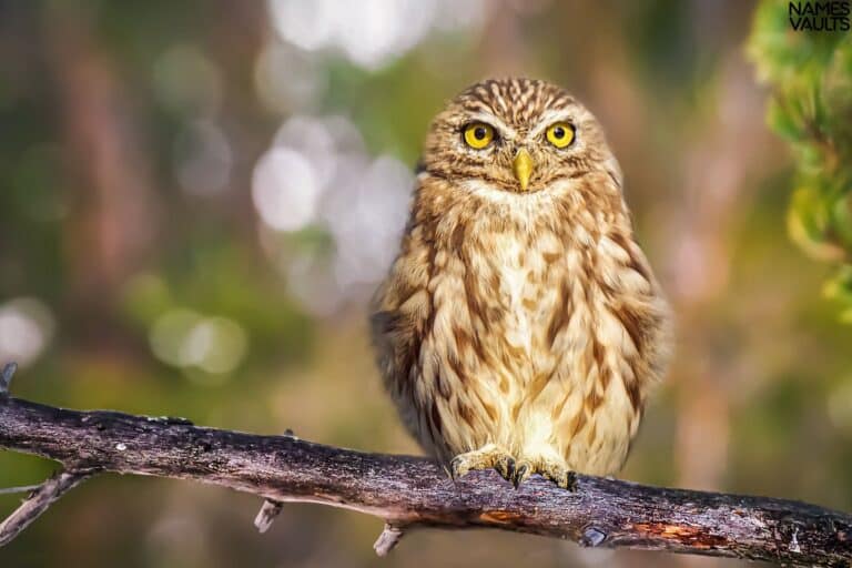 314+ Cute Owl Names for Your Pet - Names Vaults