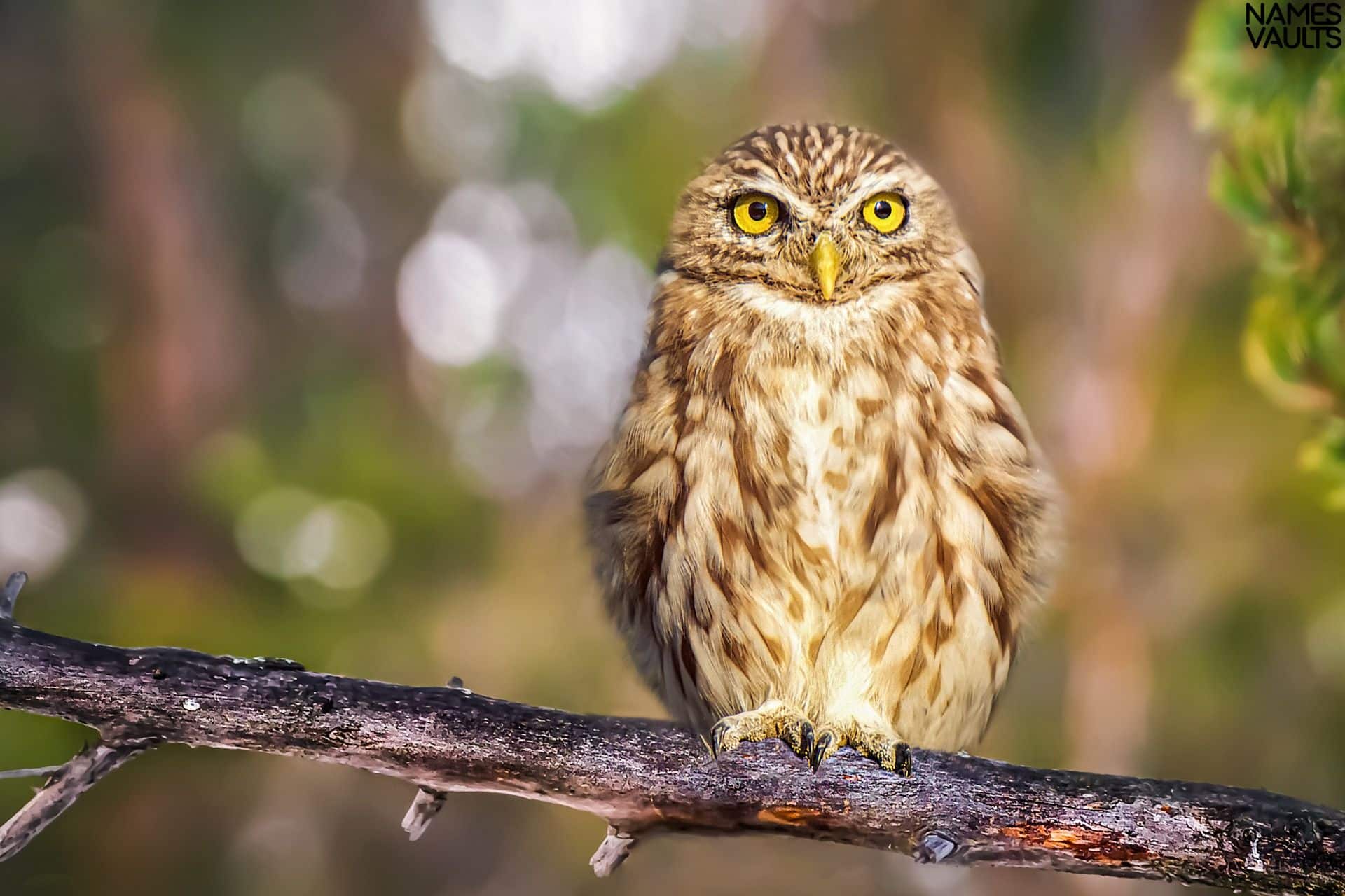 314+ Cute Owl Names for Your Pet - Names Vaults