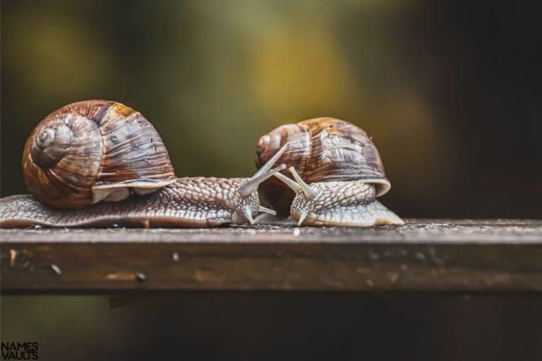 300+ Snail Names With Meanings [Creative Ideas] - Names Vaults