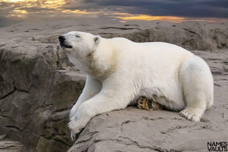 Polar Bear Names [315+ Ideas With Meaning] - Names Vaults