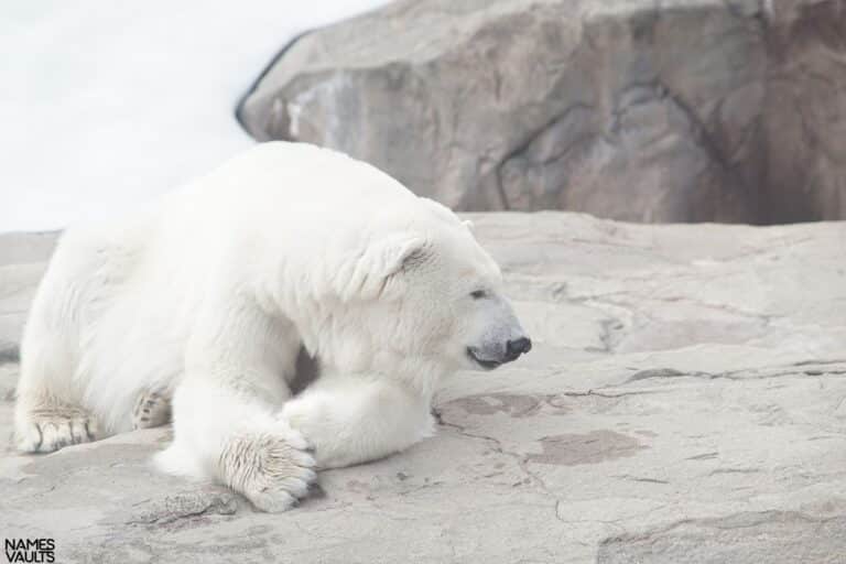 Polar Bear Names [315+ Ideas With Meaning] - Names Vaults