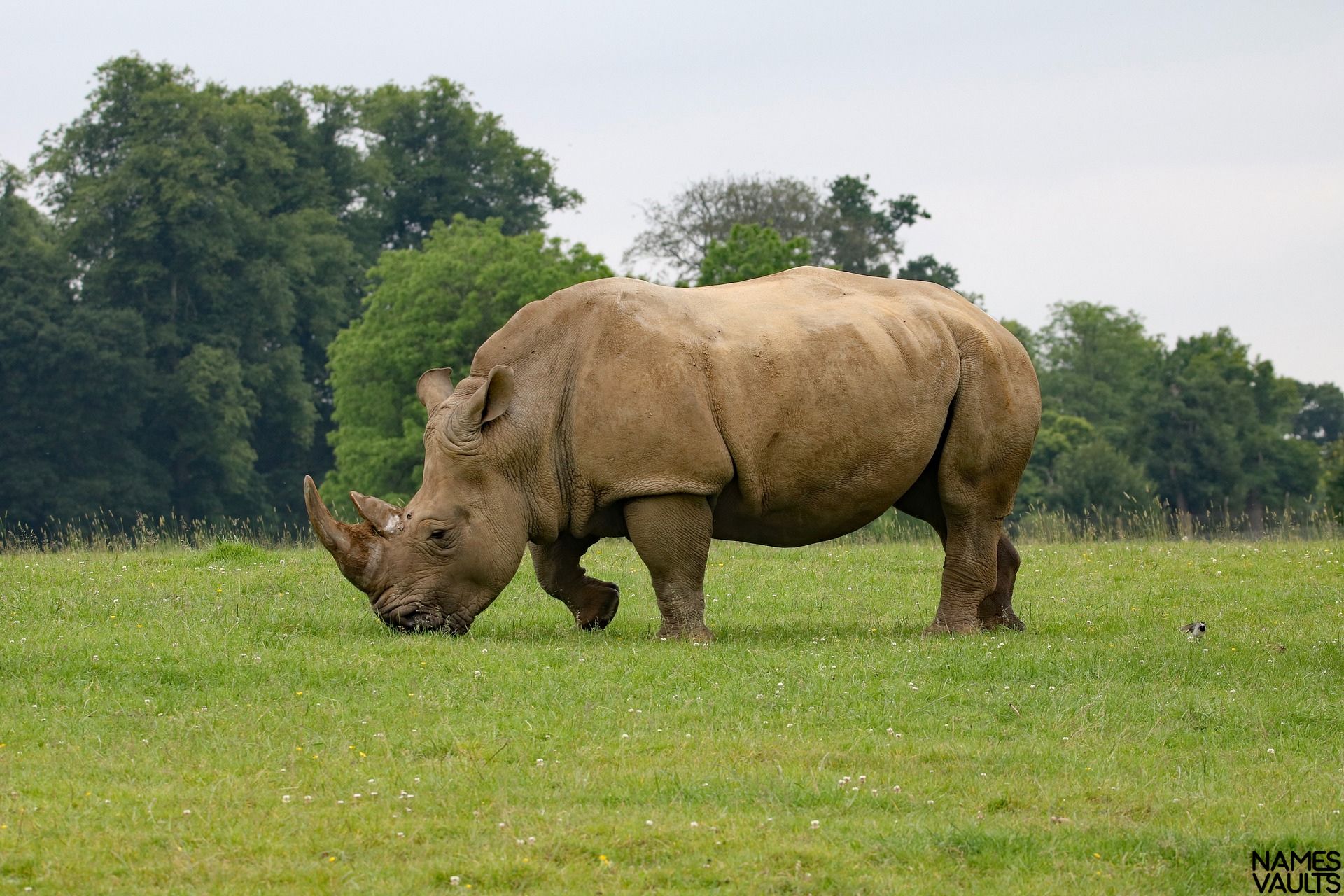 309+ Funny & Unique Rhino Names with Meaning - Names Vaults