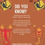 Scorpion Names With Meanings [255+ Fun Ideas] - Names Vaults
