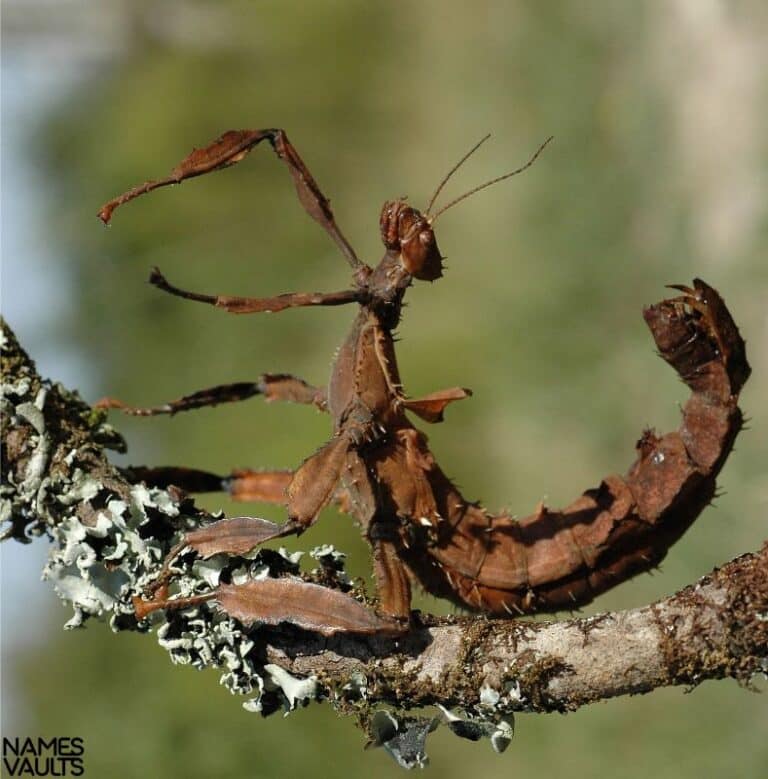 Scorpion Names With Meanings [255+ Fun Ideas] - Names Vaults