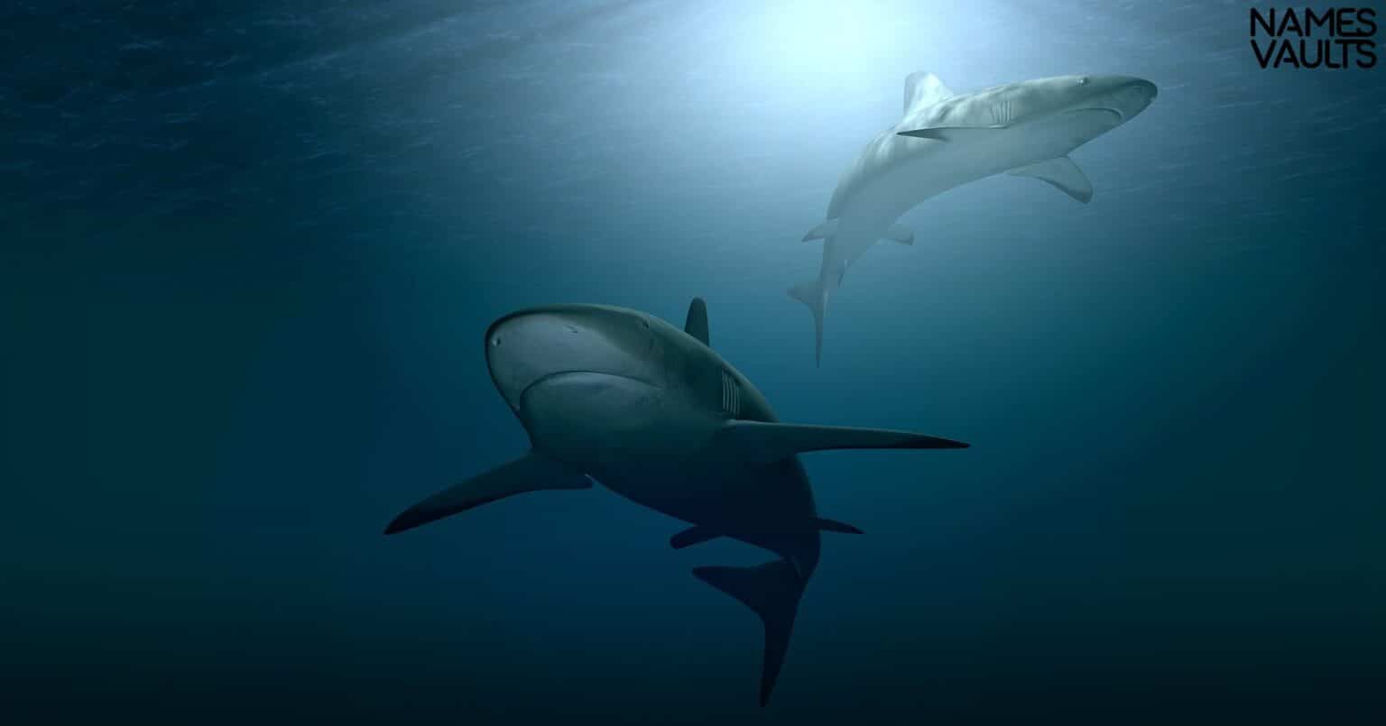 259+ Unique Shark Names - Names Vaults