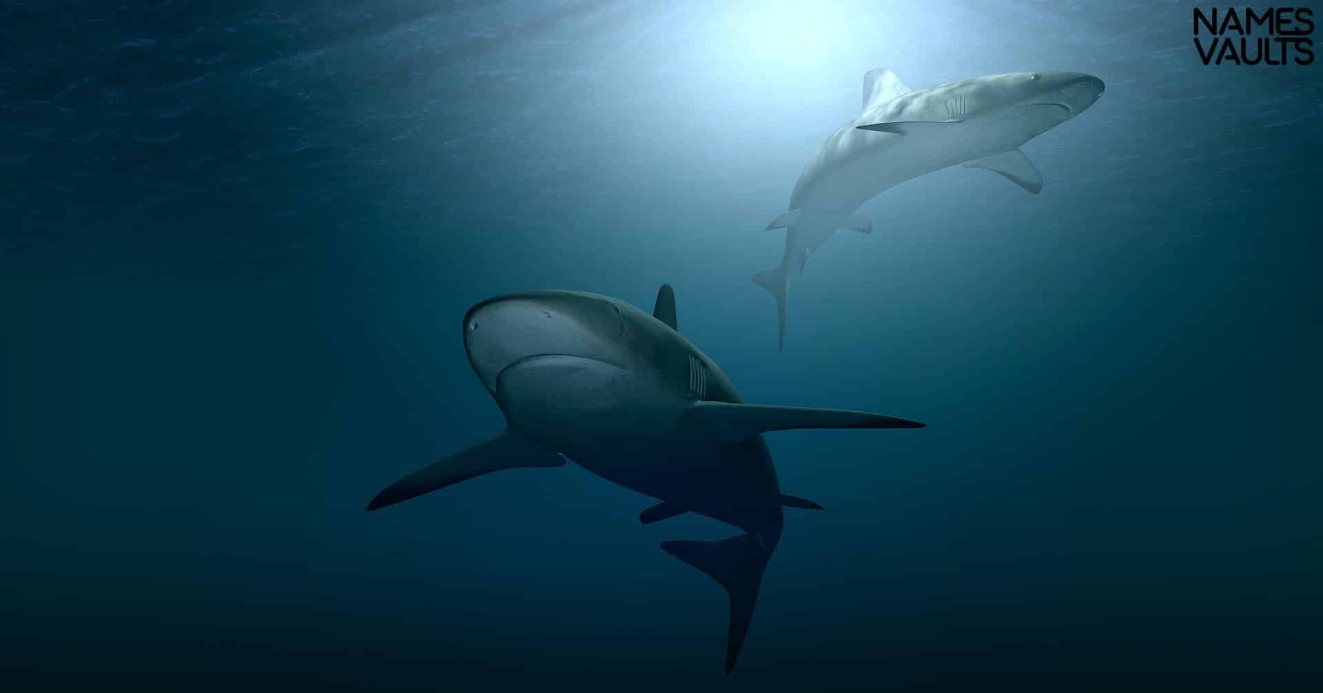 259+ Unique Shark Names - Names Vaults