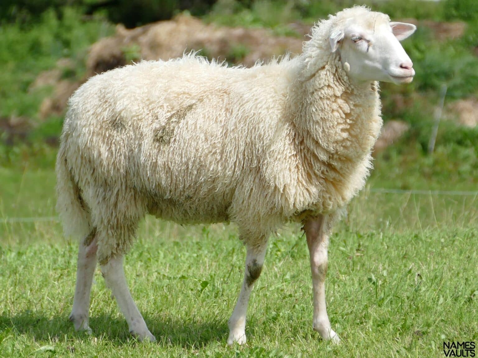 363+ Sheep Names with Meaning - Names Vaults