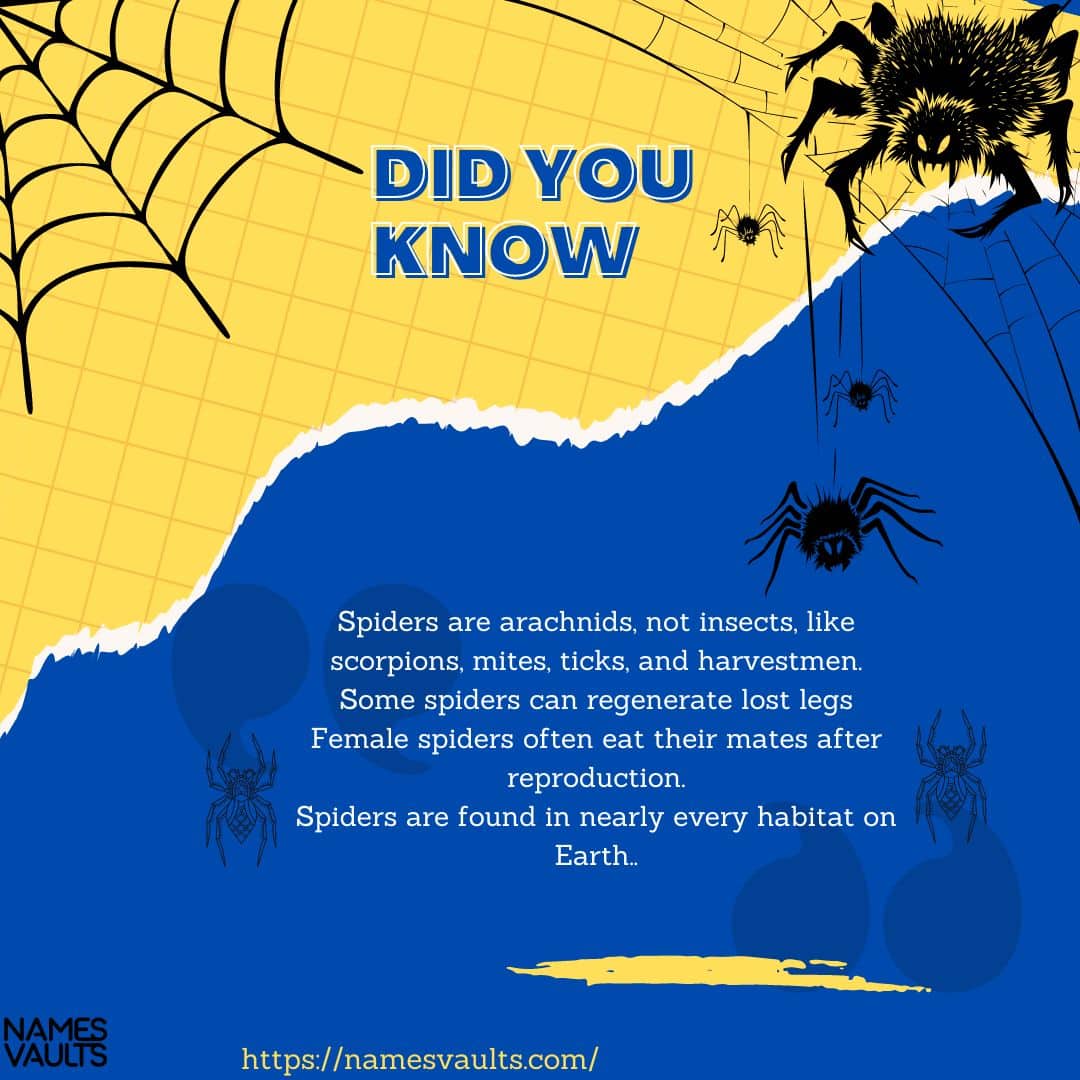 513+ Spider Names [Cool & Funny Ideas] - Names Vaults