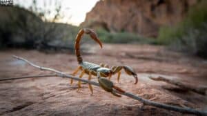 Scorpion Names With Meanings [255+ Fun Ideas] - Names Vaults