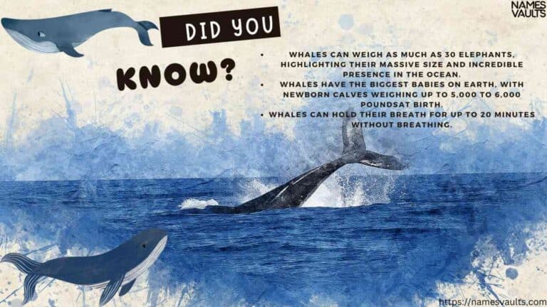 Whale Names | 348+ Unique and Creative Ideas - Names Vaults