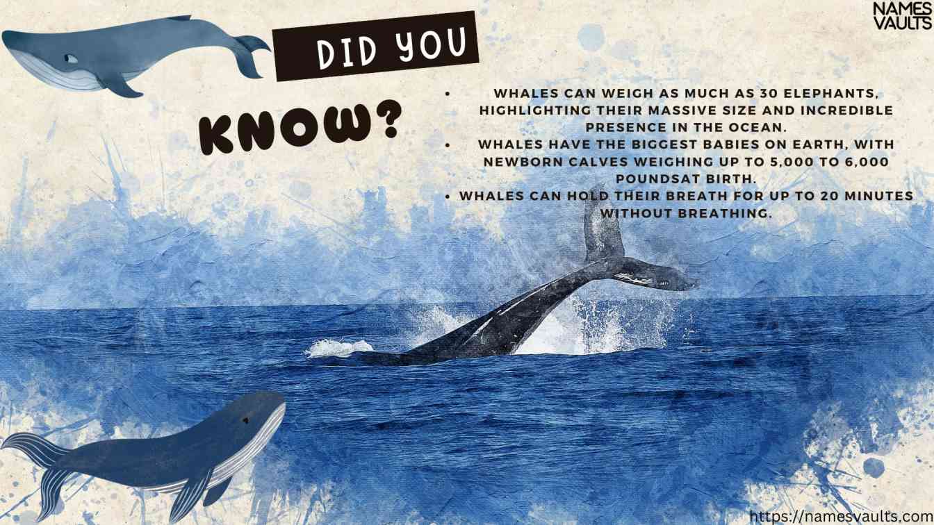 Whale Names | 348+ Unique and Creative Ideas - Names Vaults