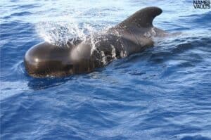 Whale Names | 348+ Unique and Creative Ideas - Names Vaults