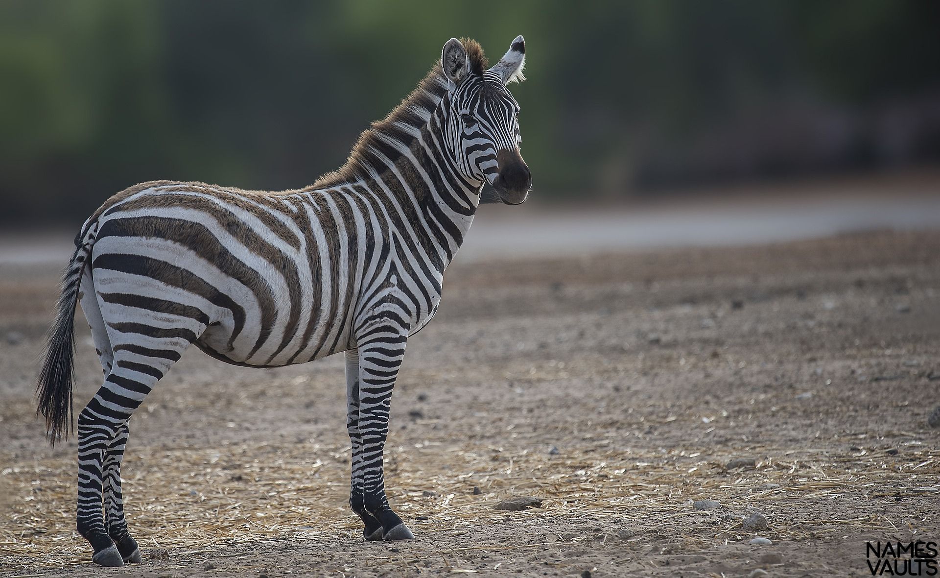 466+ Cool Zebra Names With Meaning - Names Vaults