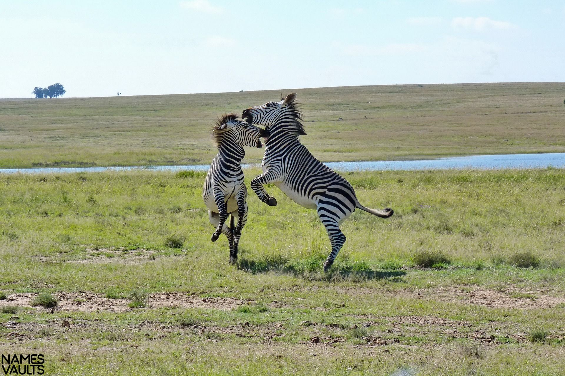 466+ Cool Zebra Names With Meaning - Names Vaults
