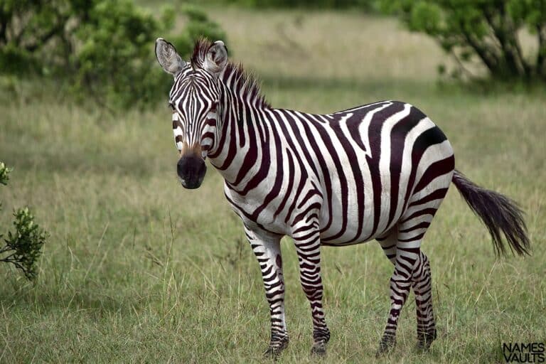 466+ Cool Zebra Names With Meaning - Names Vaults