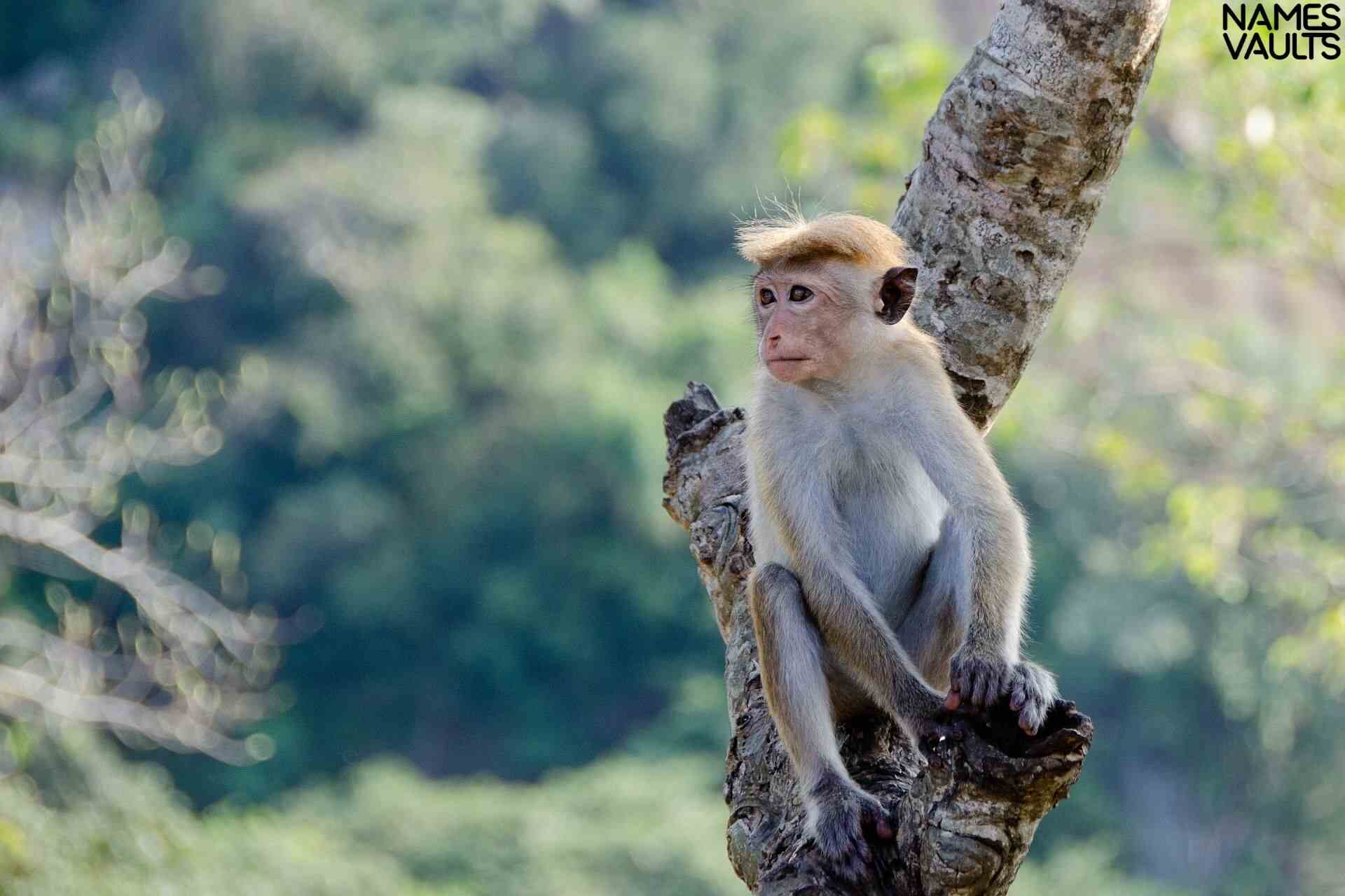 326+ Extraordinary Monkey Names That Will Make Everyone Smile - Names ...