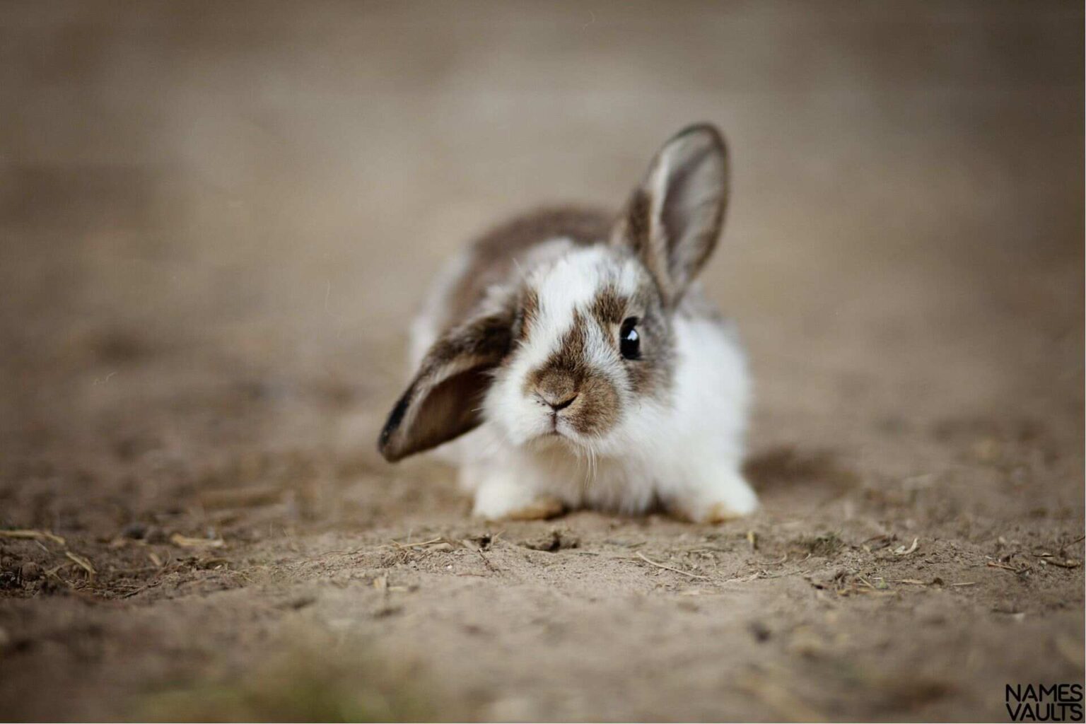 395+ Cute Rabbit Names Ideas - Names Vaults