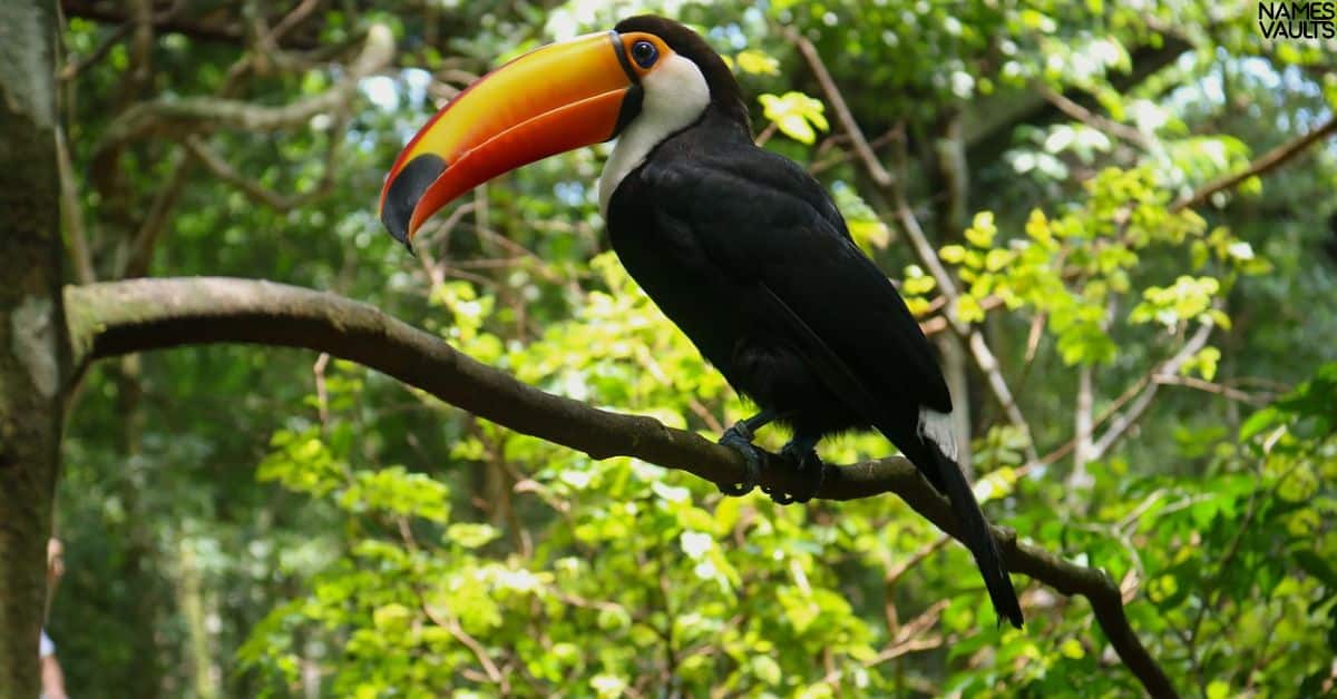 Best Toucan Names: 296+ Unique Ideas With Meanings - Names Vaults