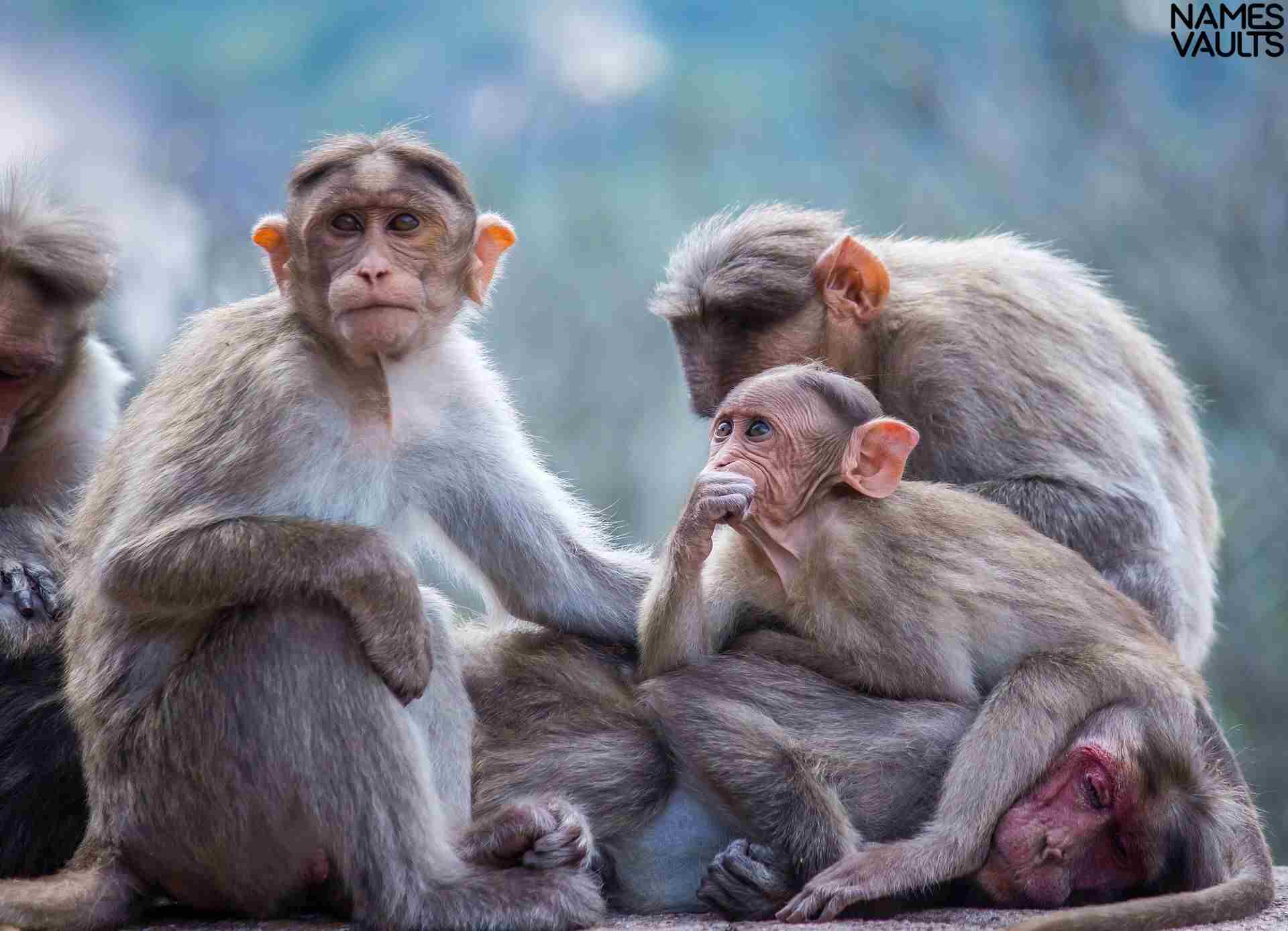 326+ Extraordinary Monkey Names That Will Make Everyone Smile - Names ...