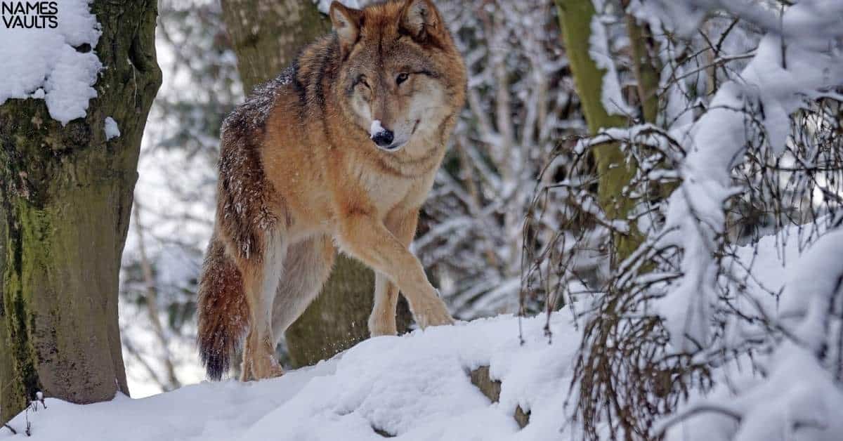 374+ Cool & Badass Wolf Names - Names Vaults