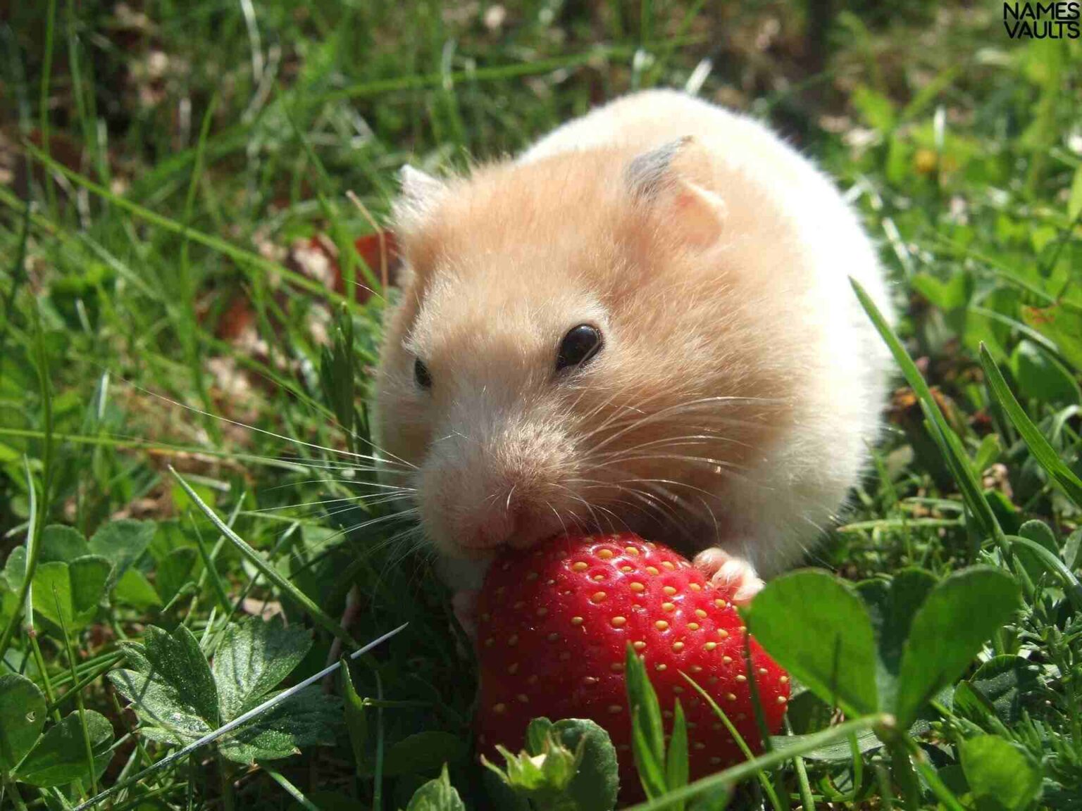 331+ Best Hamster Names: Cute, Funny & Cool (With Meanings) - Names Vaults