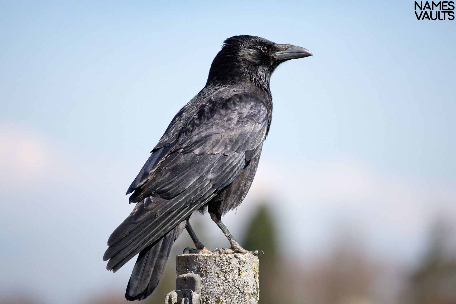 251+ Crow Names | Funny, Cute & Unique Ideas - Names Vaults