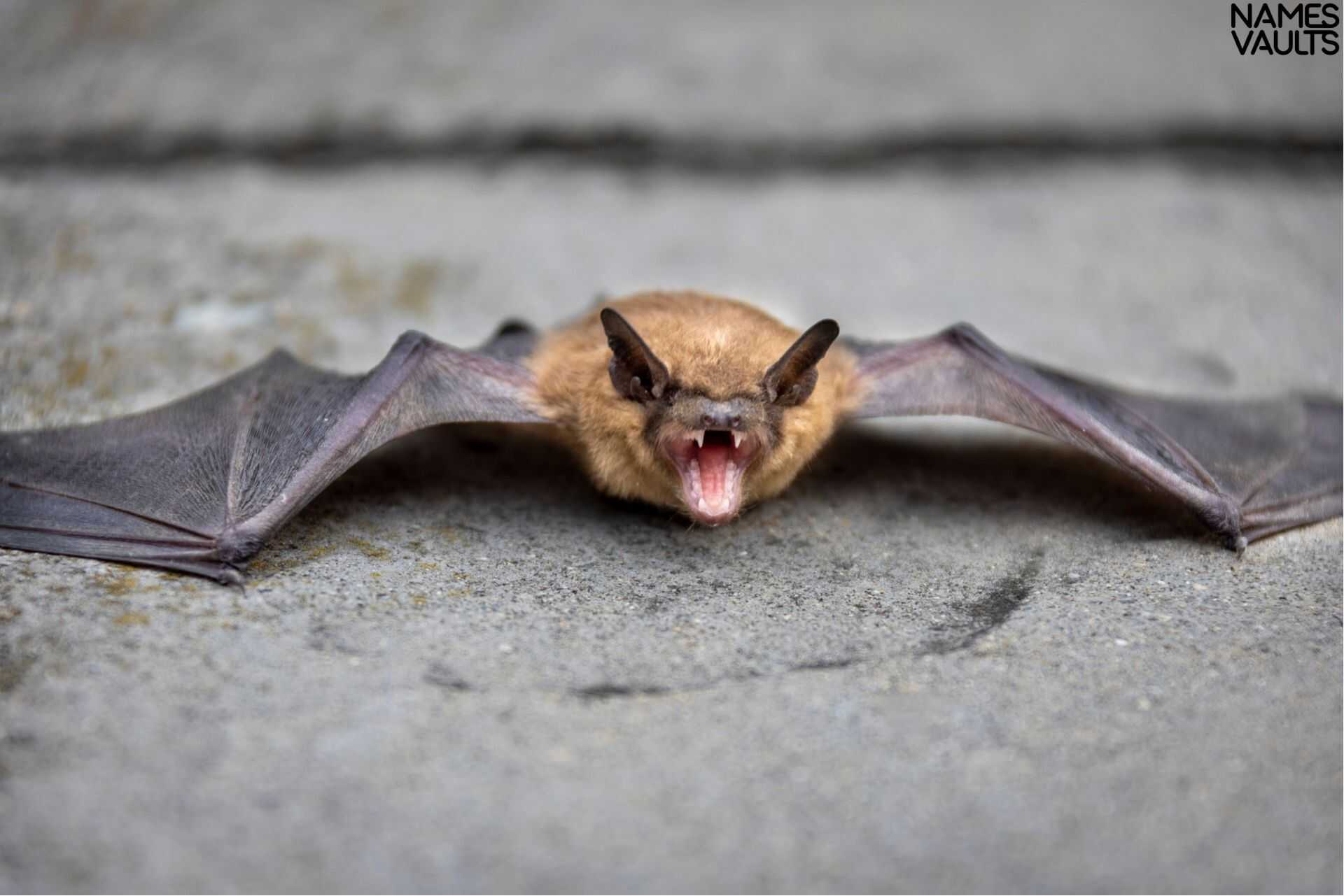 Perfect Bat Names: 264+ Rare & Powerful Choices - Names Vaults