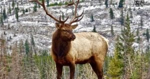 Majestic Monikers: 360+ Elk Names and Their Meanings - Names Vaults