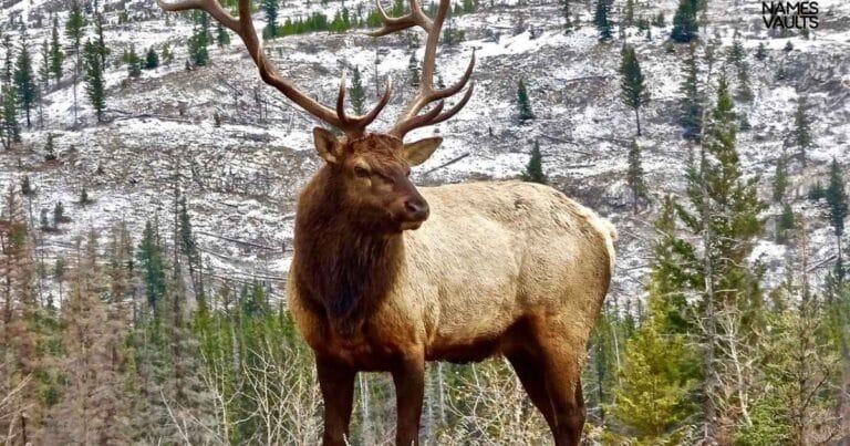 Majestic Monikers: 360+ Elk Names and Their Meanings - Names Vaults