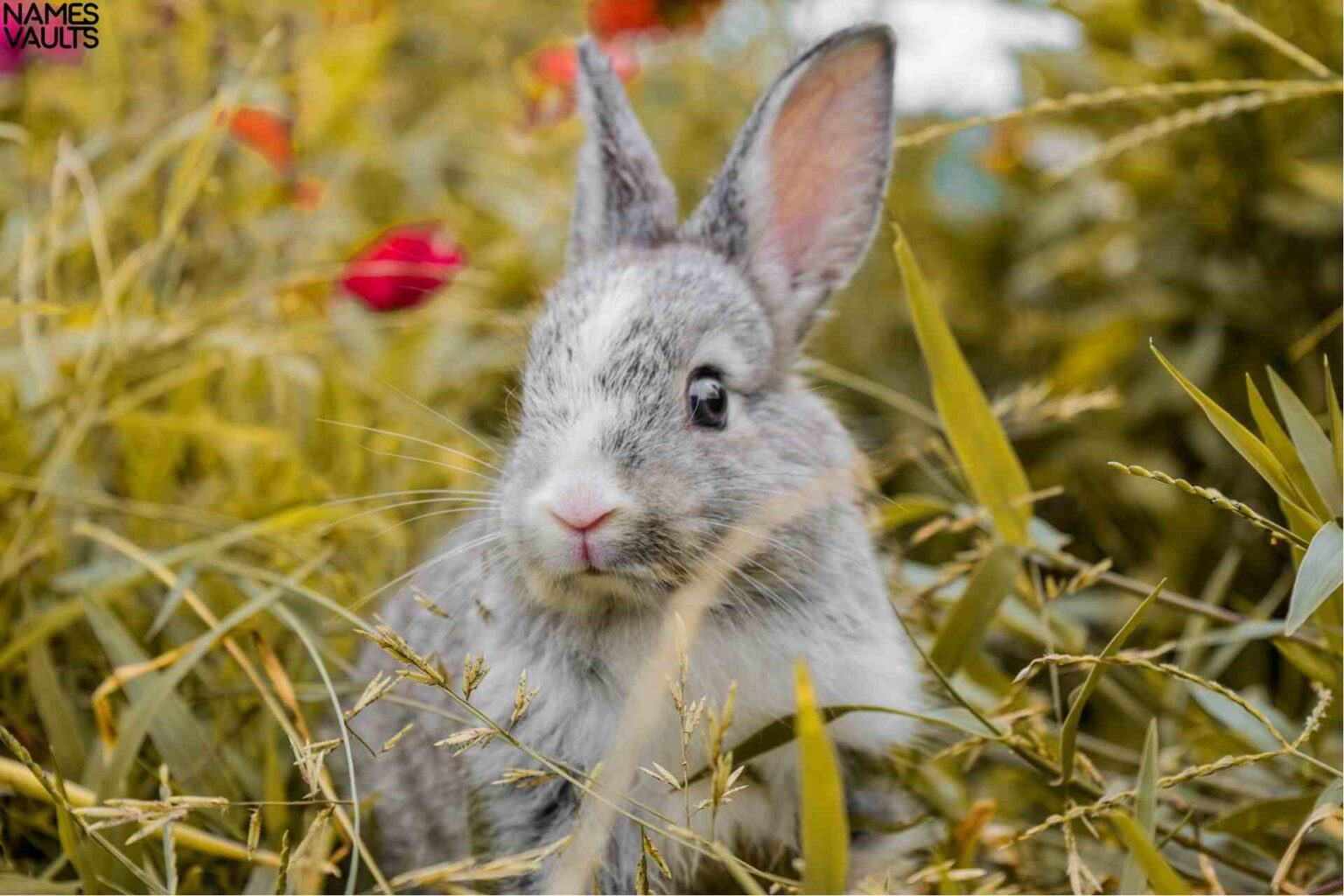 395+ Cute Rabbit Names Ideas - Names Vaults