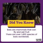 Perfect Bat Names: 264+ Rare & Powerful Choices - Names Vaults