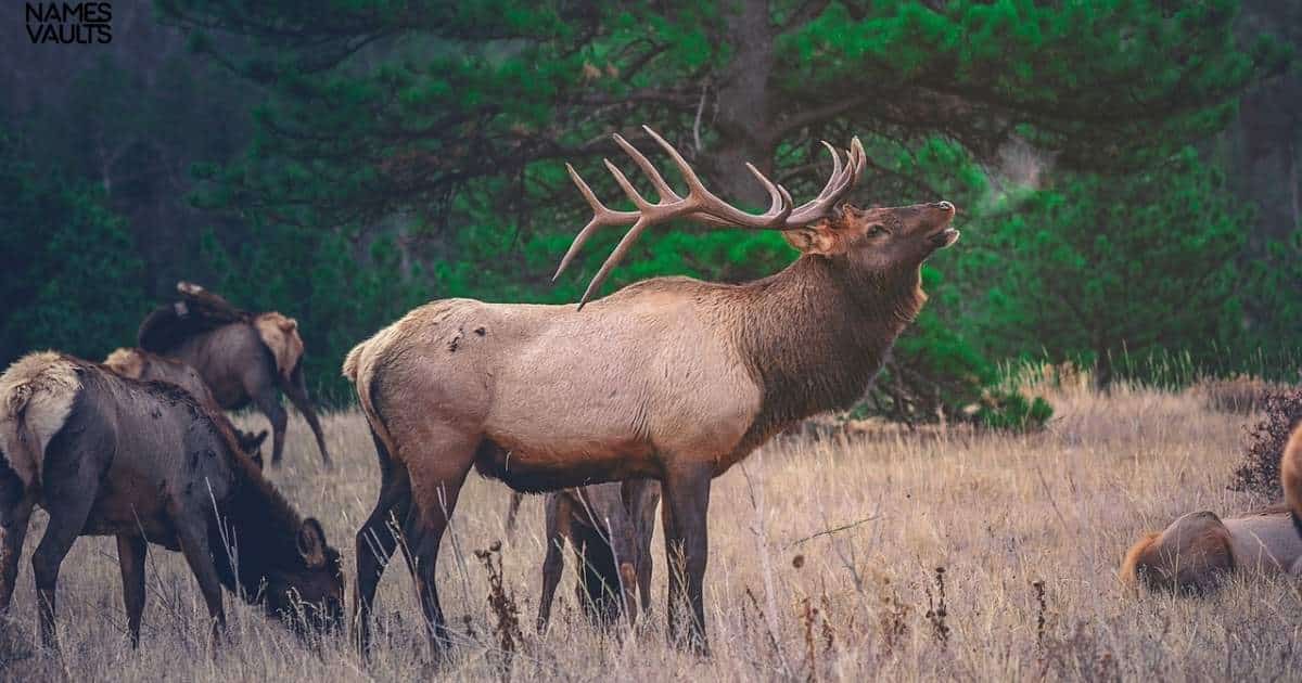Majestic Monikers: 360+ Elk Names and Their Meanings - Names Vaults