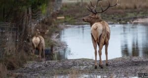 Majestic Monikers: 360+ Elk Names and Their Meanings - Names Vaults