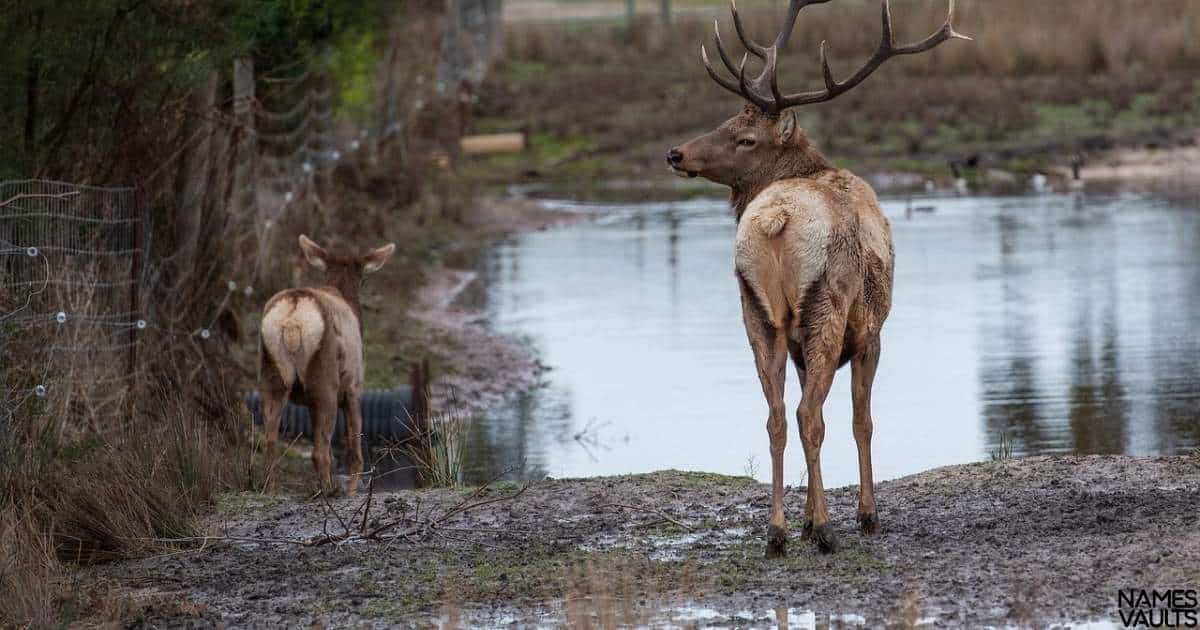 Majestic Monikers: 360+ Elk Names and Their Meanings - Names Vaults