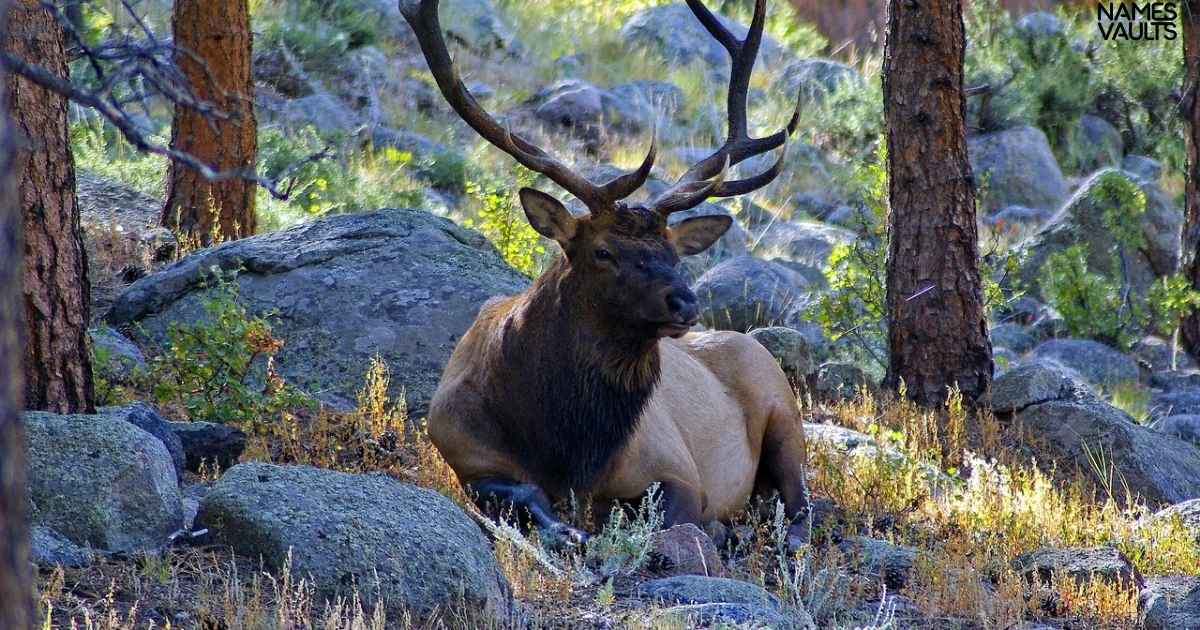 Majestic Monikers: 360+ Elk Names and Their Meanings - Names Vaults