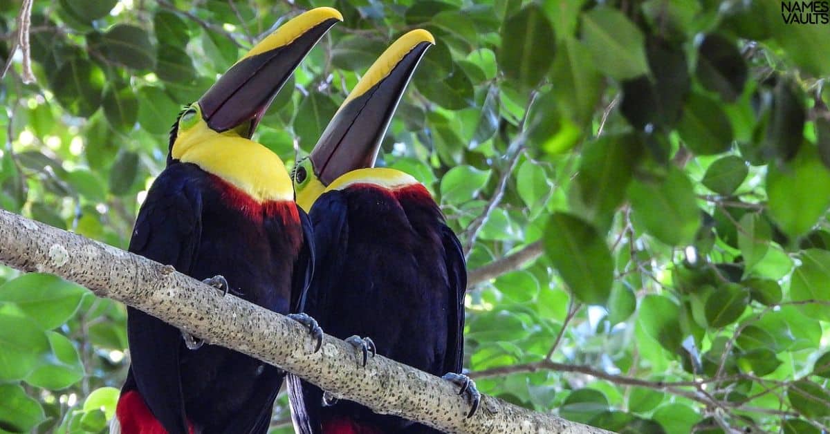 Best Toucan Names: 296+ Unique Ideas With Meanings - Names Vaults