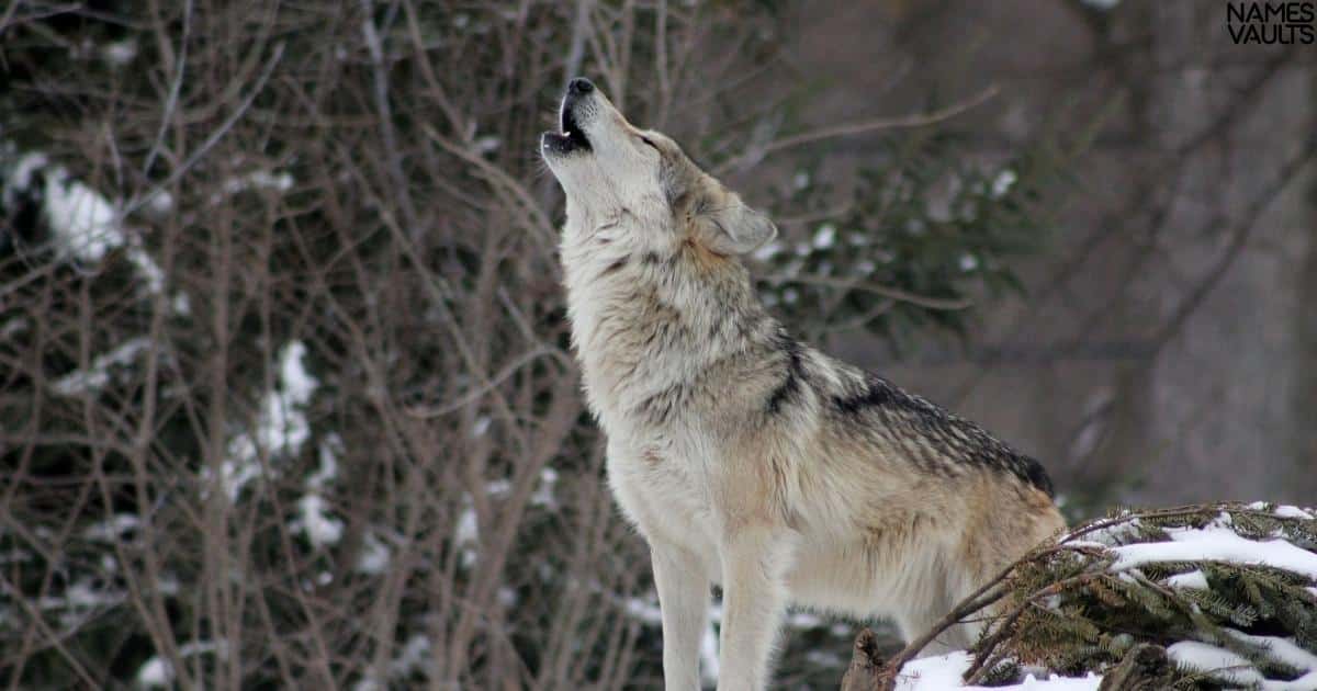 374+ Cool & Badass Wolf Names - Names Vaults