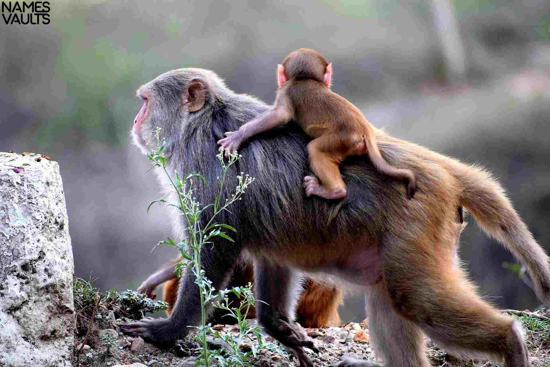 326+ Extraordinary Monkey Names That Will Make Everyone Smile - Names ...