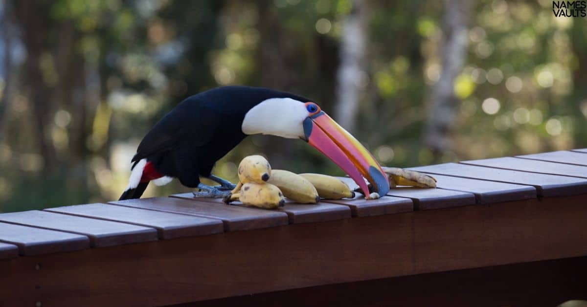 Best Toucan Names: 296+ Unique Ideas With Meanings - Names Vaults