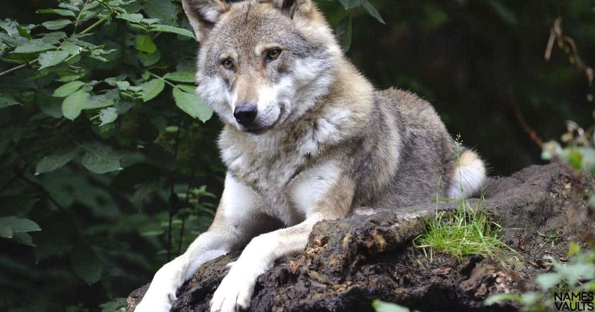 374+ Cool & Badass Wolf Names - Names Vaults