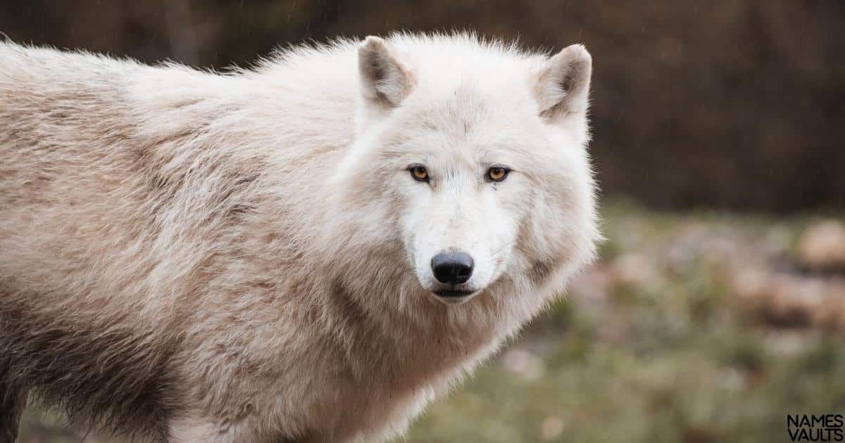 374+ Cool & Badass Wolf Names - Names Vaults