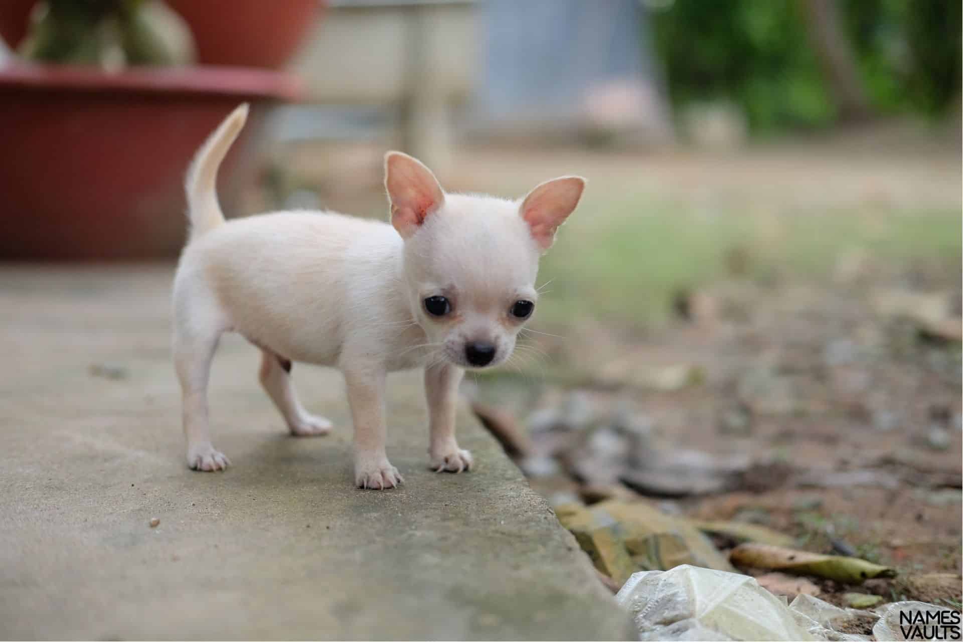 342+ Chihuahua Names [Best Ideas] - Names Vaults