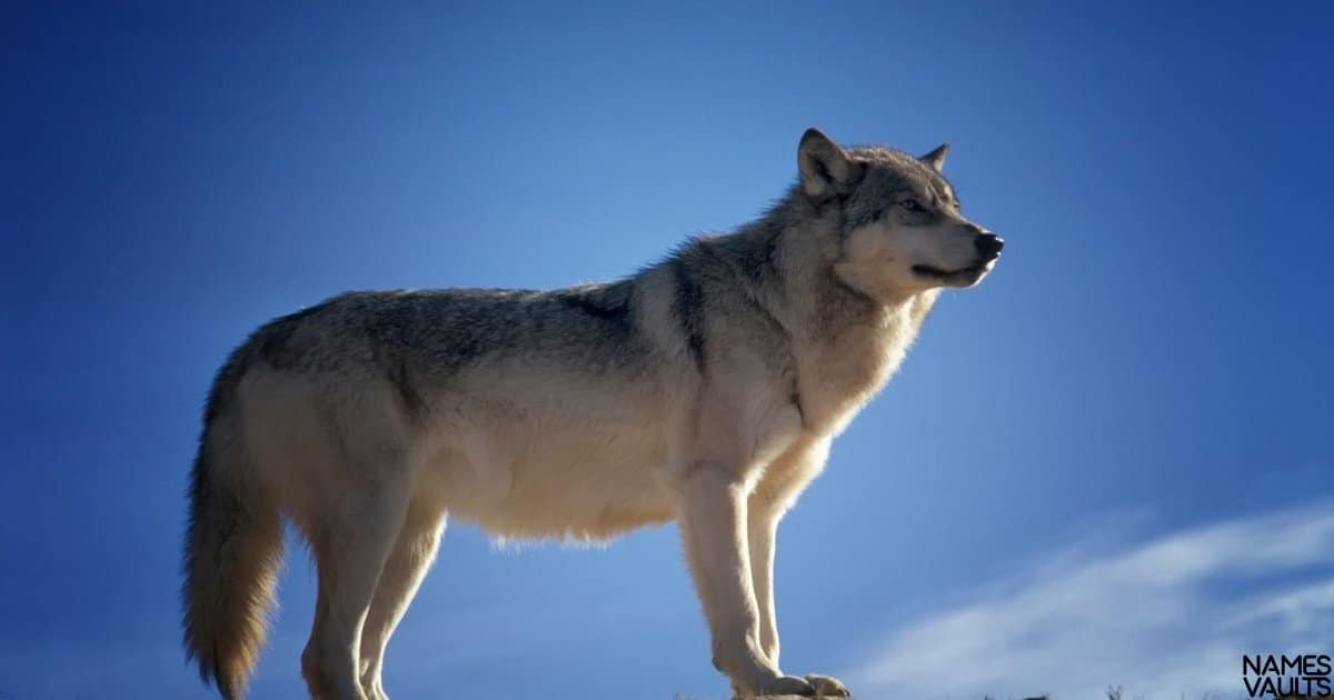 374+ Cool & Badass Wolf Names - Names Vaults